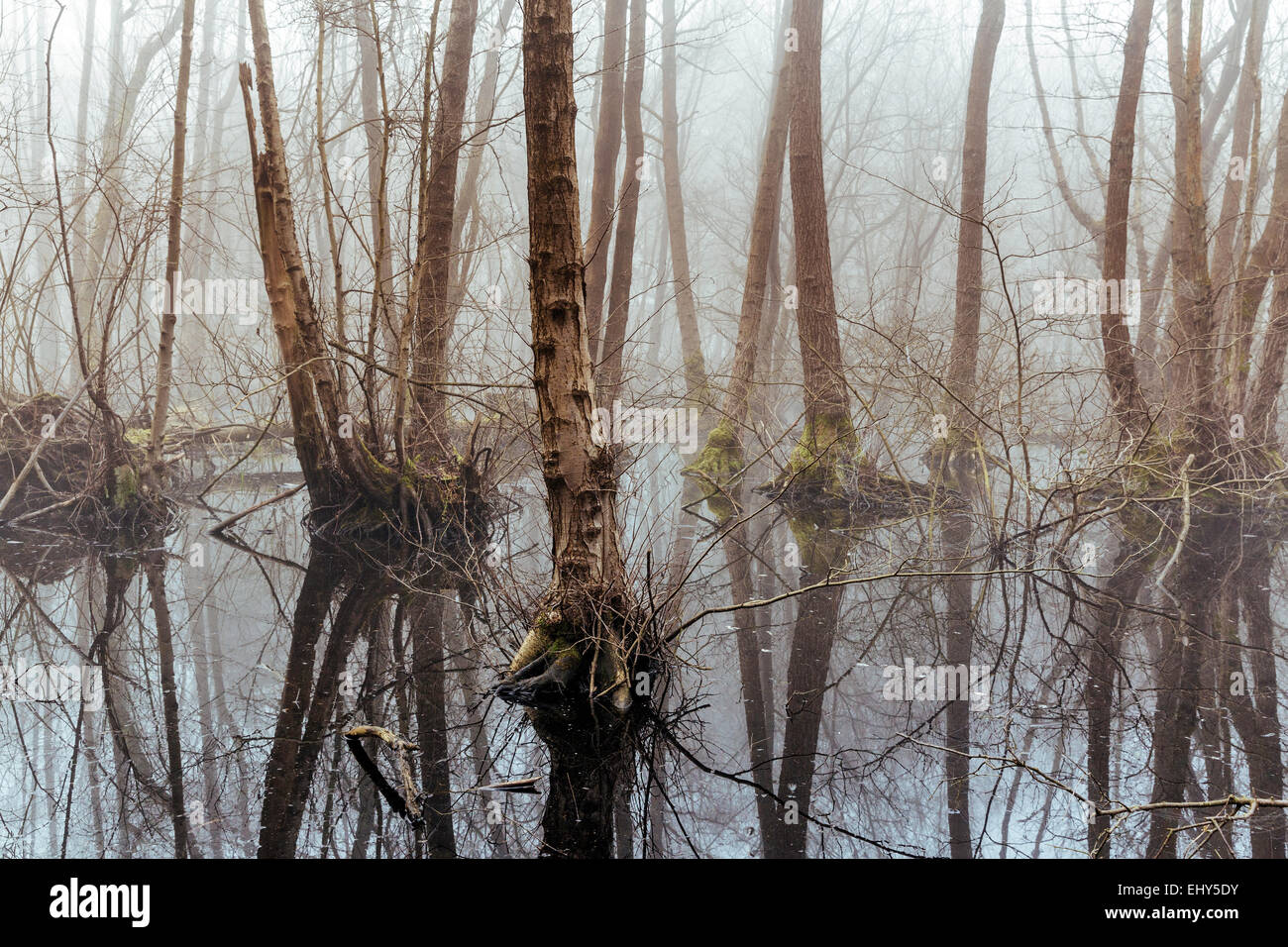 Chobham Common National Nature Reserve High Resolution Stock ...