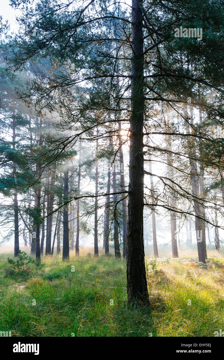 Back lit pine trees on Chobham Common in Surrey England Stock Photo - Alamy