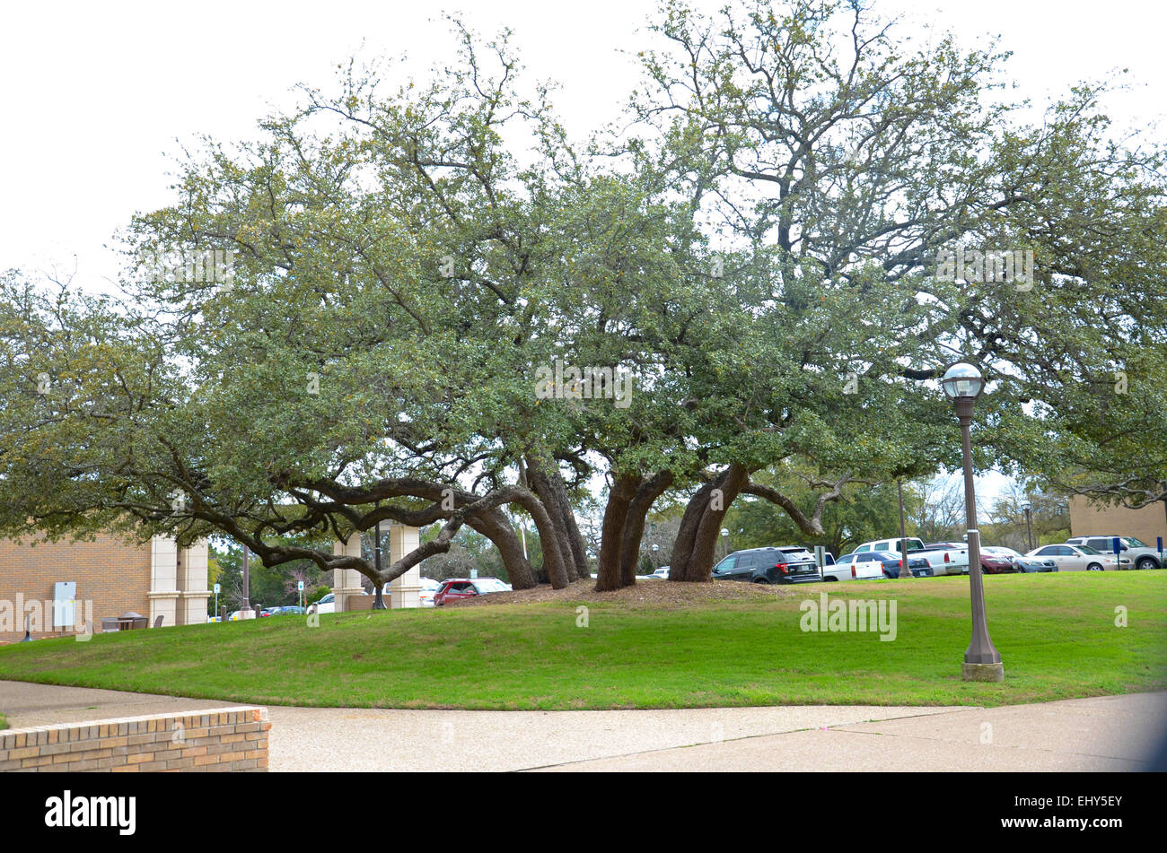Multiple trunks tree hi-res stock photography and images - Alamy