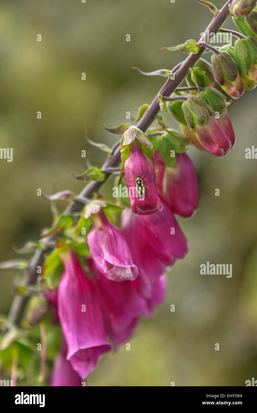 Close-up of Digitalis purpurea or purple foxglove, well-known as the ...
