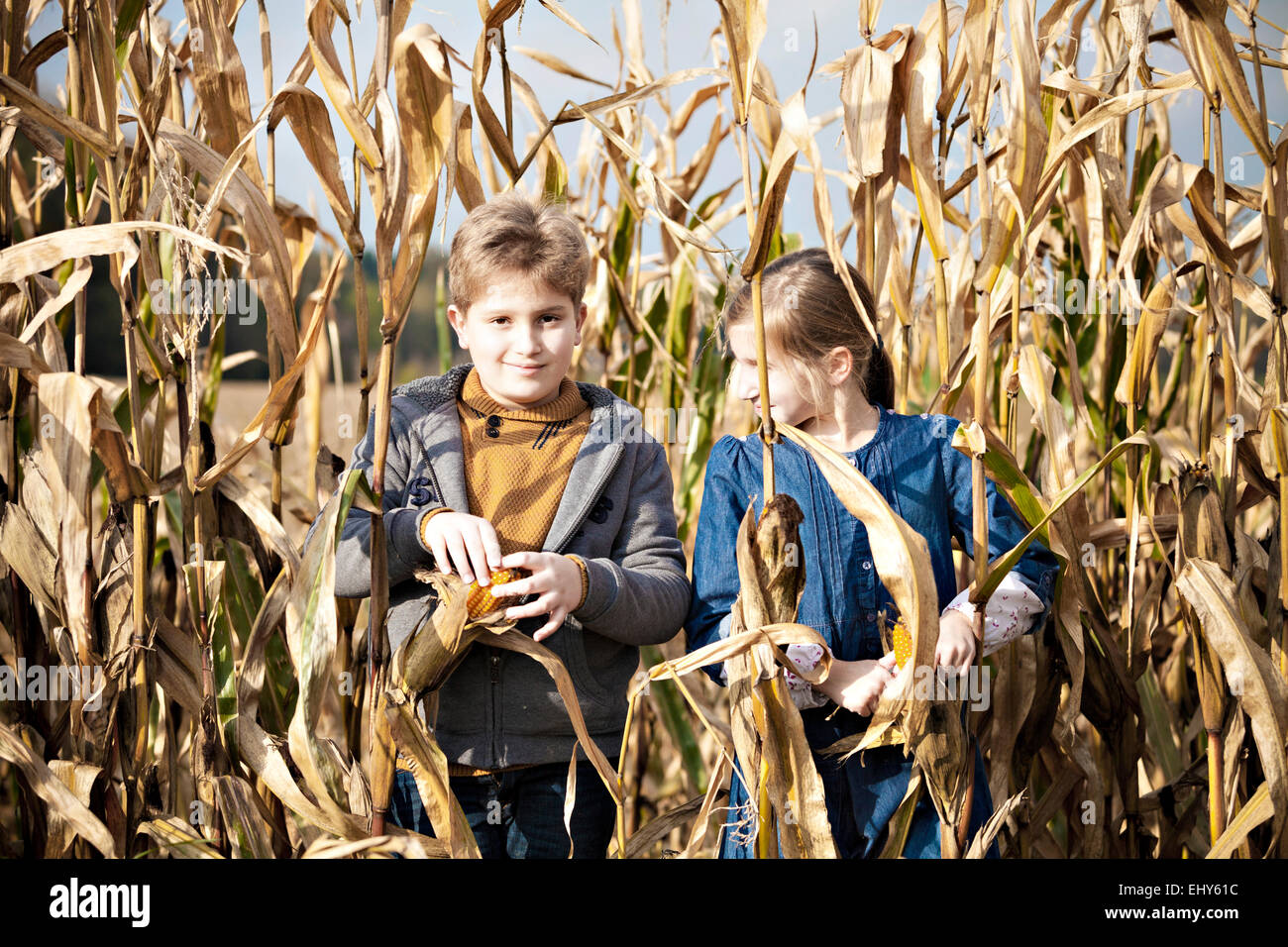 Children standing in maize field Stock Photo - Alamy
