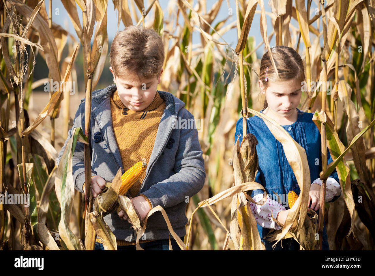 Two girls in maize hi-res stock photography and images - Alamy