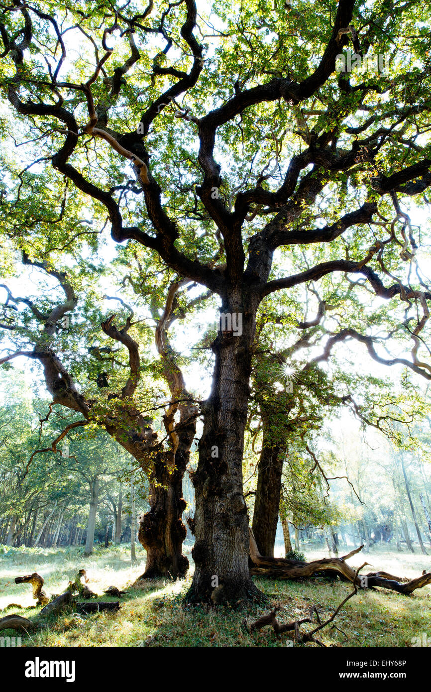 Windsor park oak trees hi-res stock photography and images - Alamy