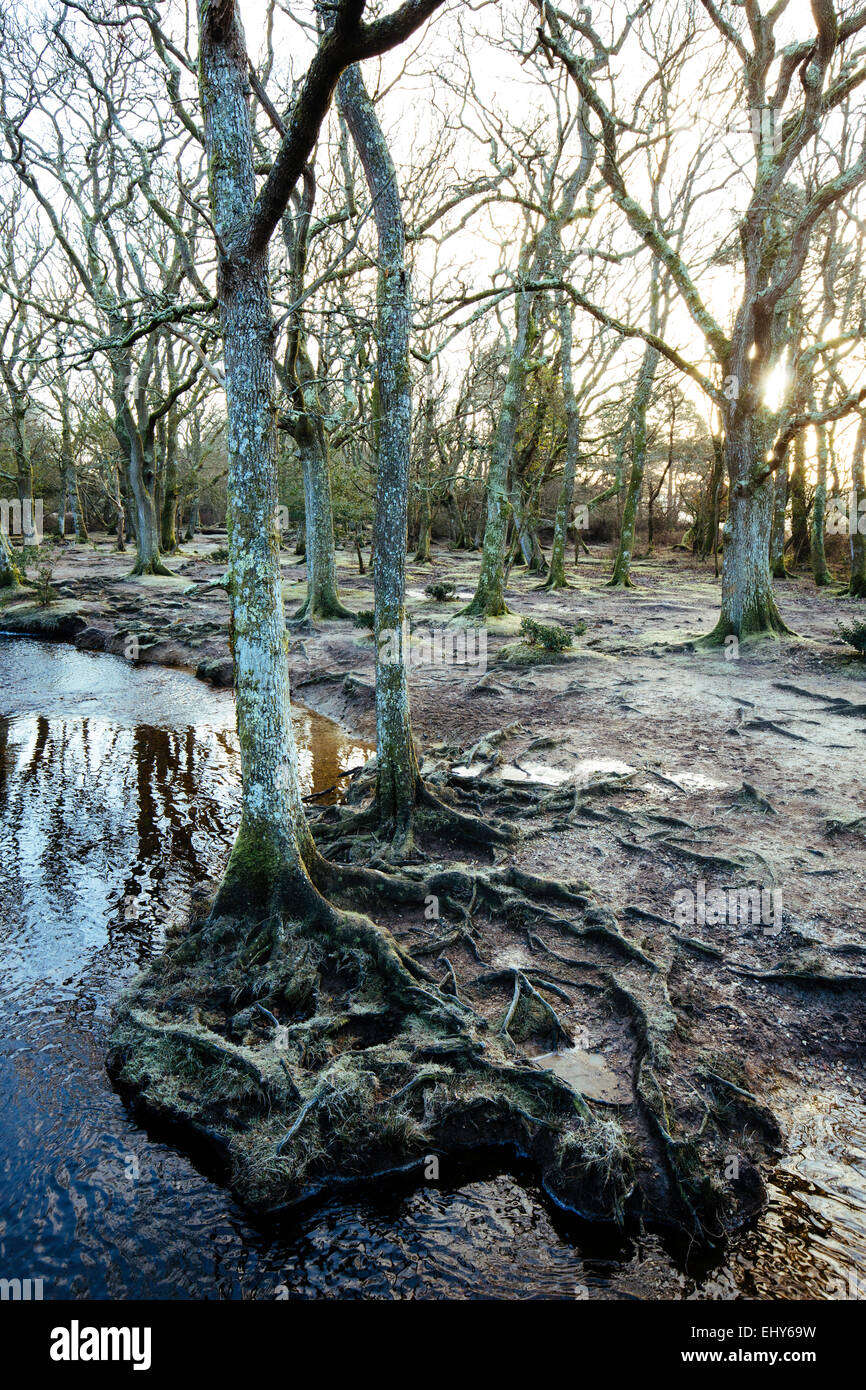 Old Oak Forest along Ober Water in the New Forest National Park Stock ...