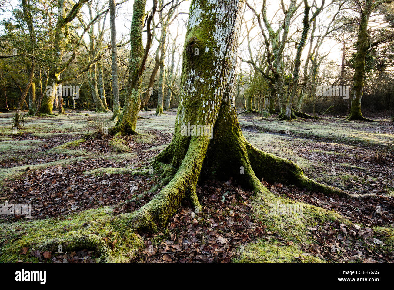 Oak trees in the New Forest National Park Stock Photo - Alamy