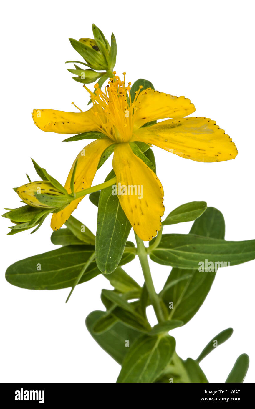 Flower of Hypericum (Latin Hypericum), isolated on white background ...