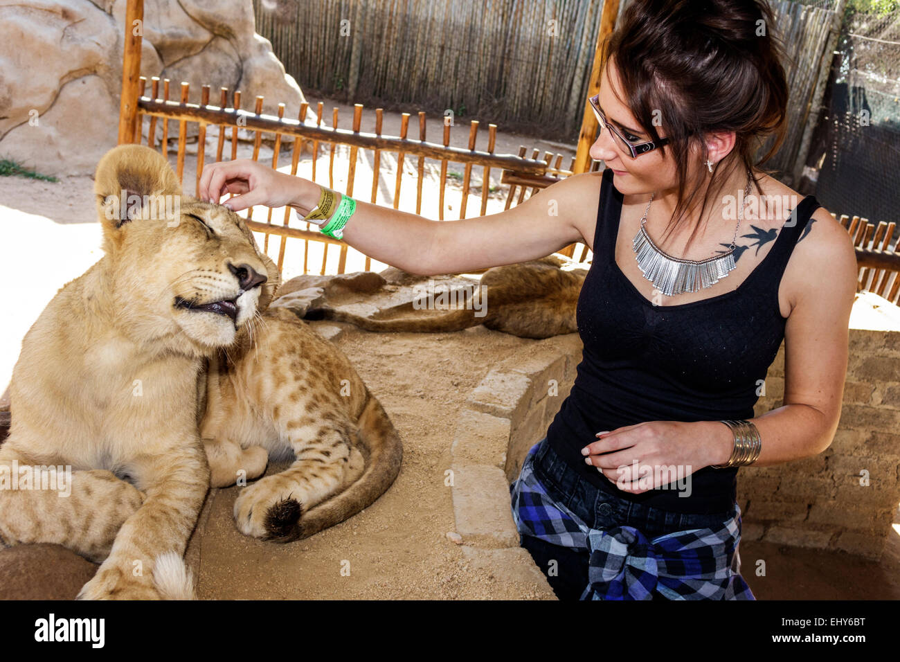 Johannesburg South Africa,African Lion Park,wildlife conservation,adult ...