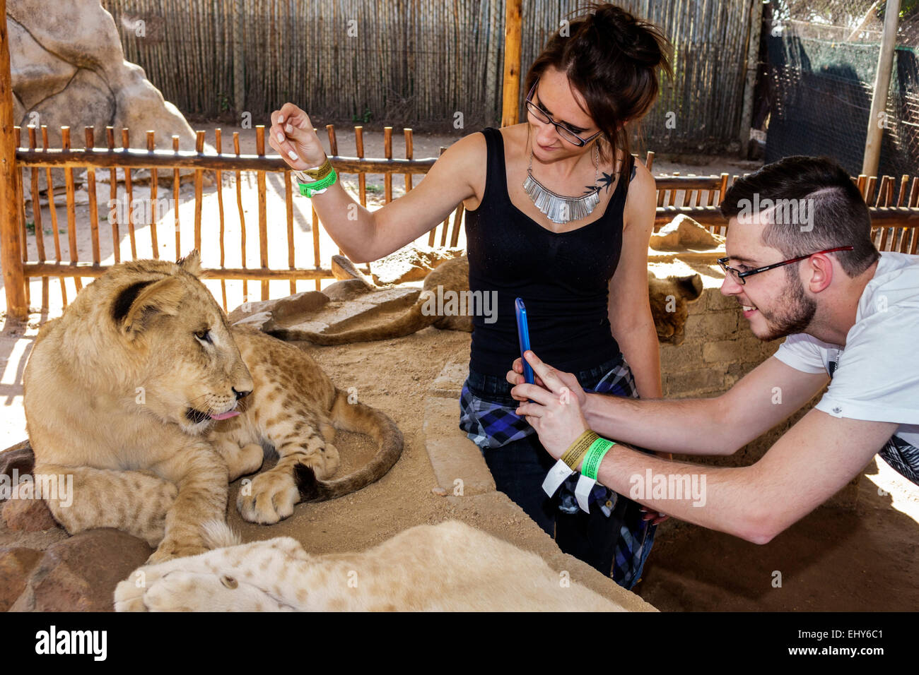 Johannesburg South Africa,African Lion Park,wildlife conservation,adult ...