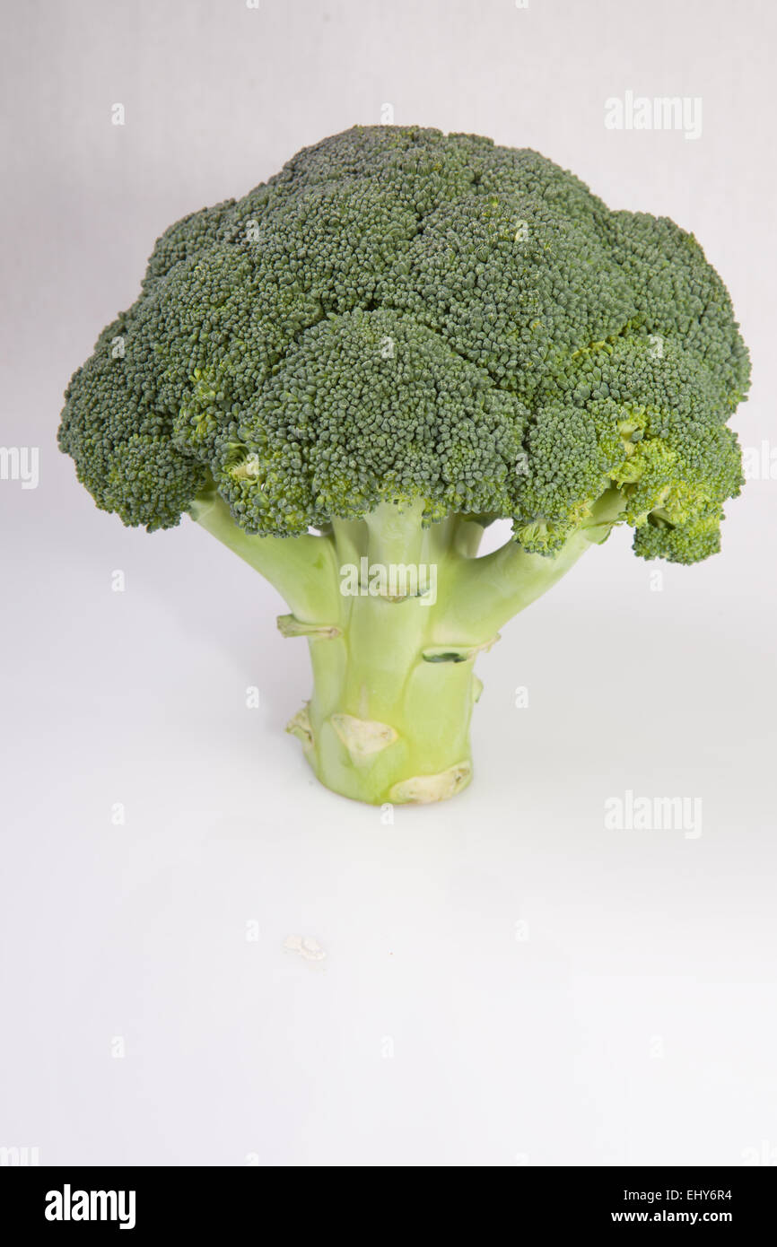 Whole broccoli plant set as a tree. Isolated on white background Stock ...