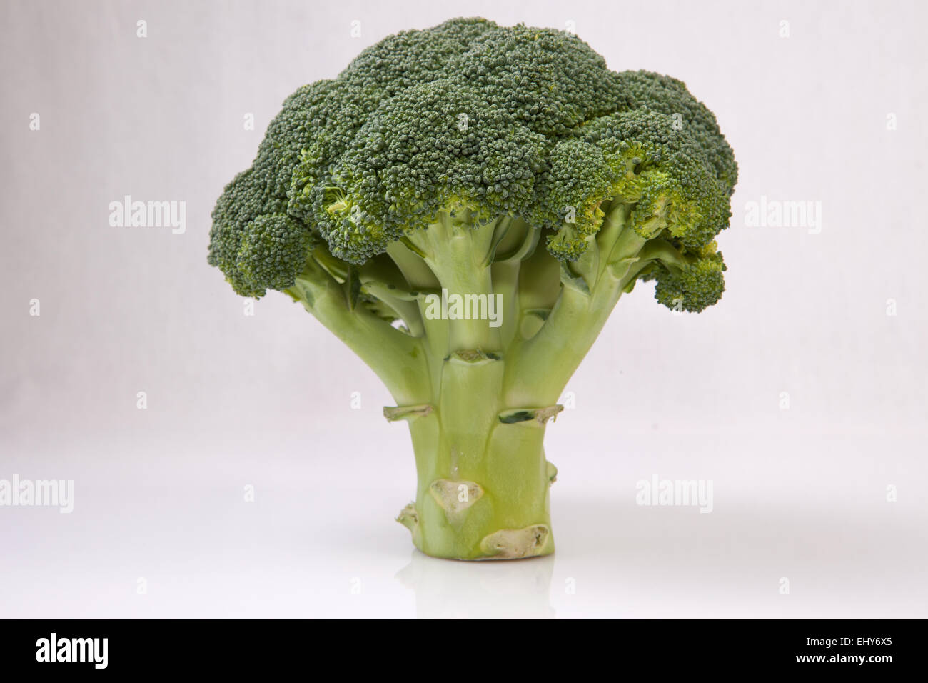 Whole broccoli plant set as a tree. Isolated on white background Stock ...