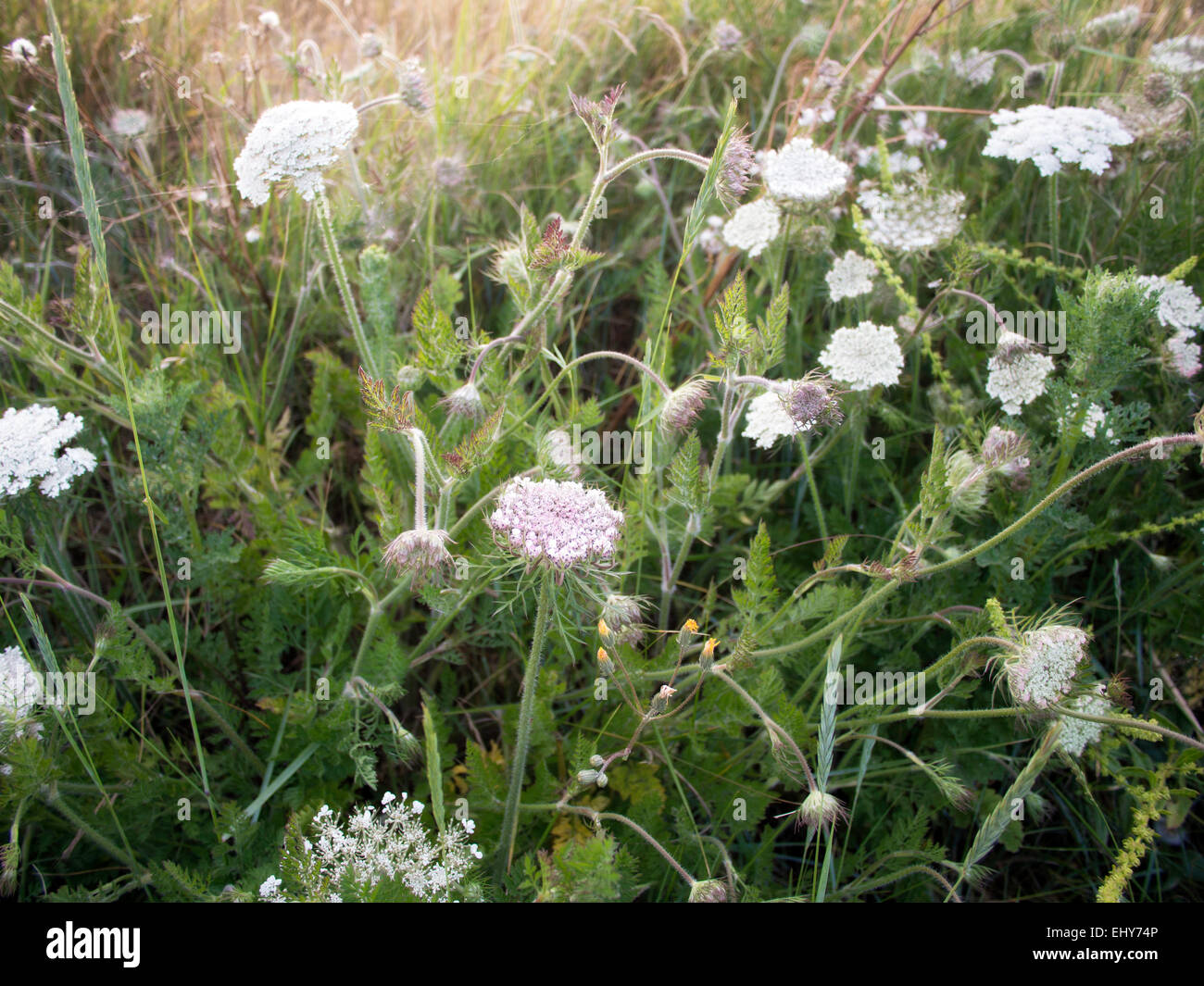 Omd em5 hi-res stock photography and images - Alamy
