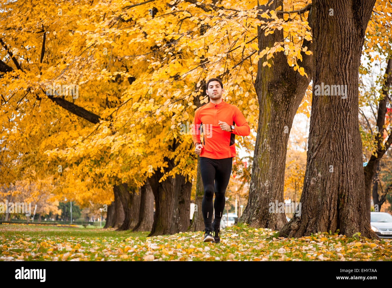 Male runner jogging in autumn park Stock Photo - Alamy