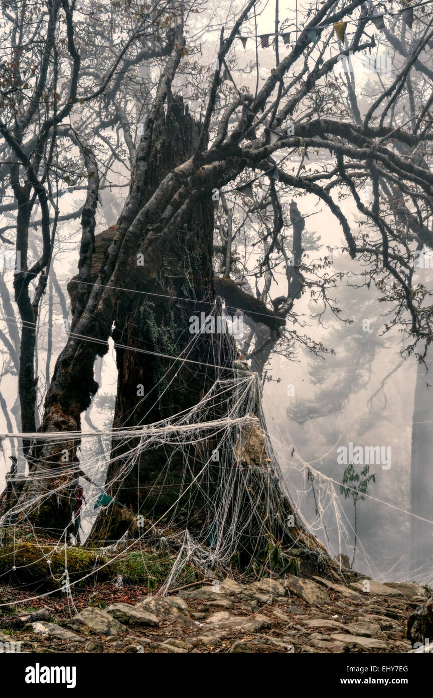 Scary dead tree in misty forest tangled in web Stock Photo - Alamy
