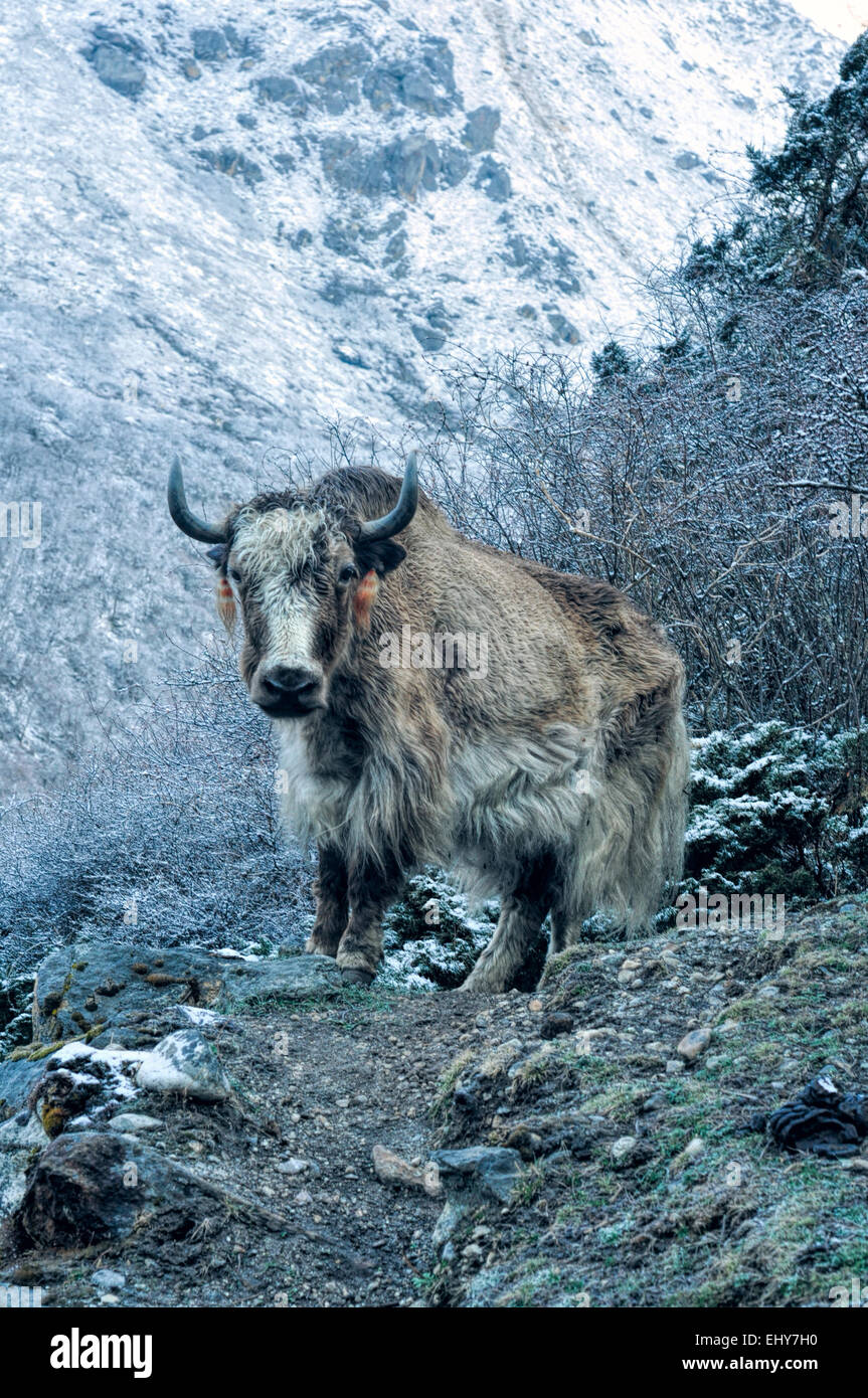 Picturesque view of a yak standing on the frozen ground Stock Photo - Alamy