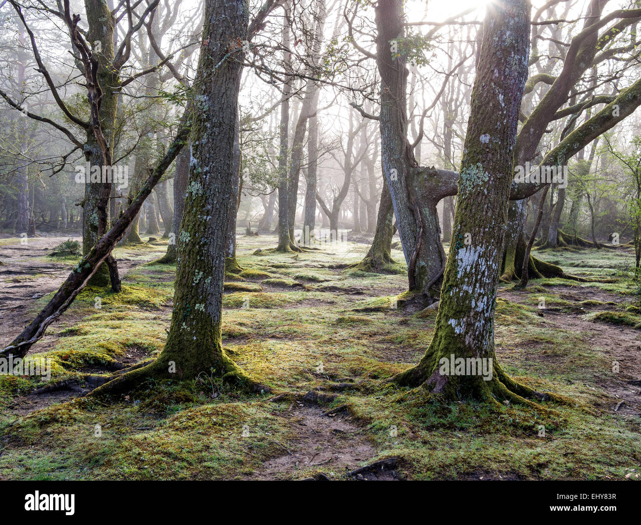 New Forest trees with early morning mist Stock Photo - Alamy