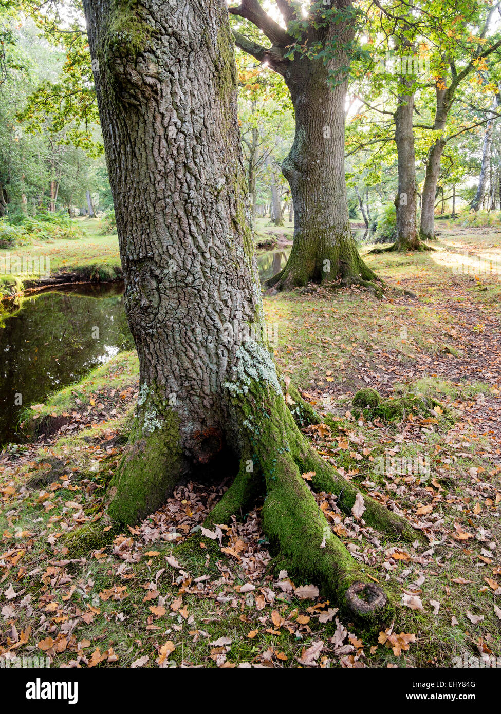 Broadleaf Oak Trees along a stream in The New Forest Stock Photo - Alamy