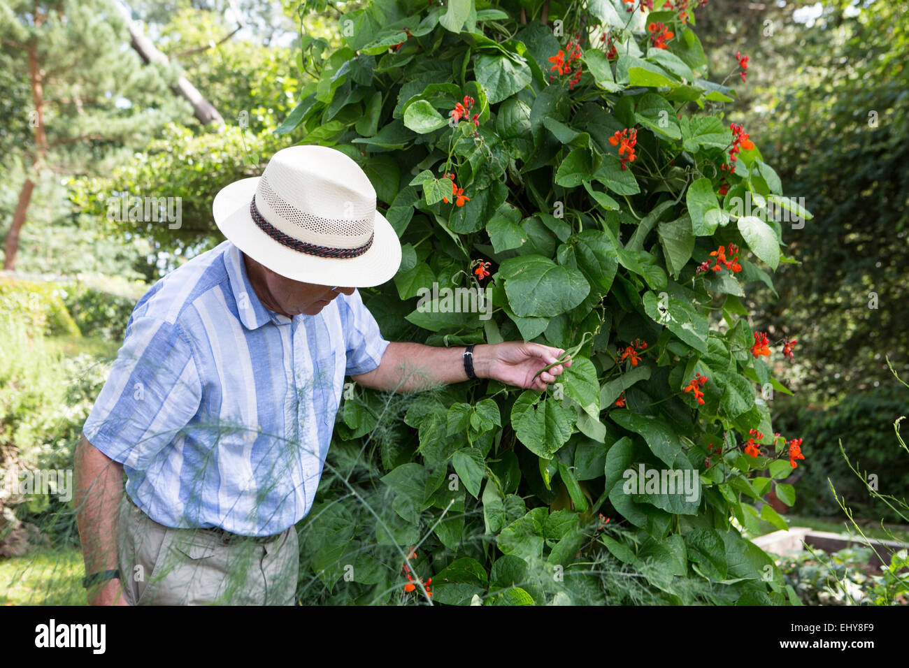 Runner beans in bloom, Bournemouth, County Dorset, UK, Europe Stock ...