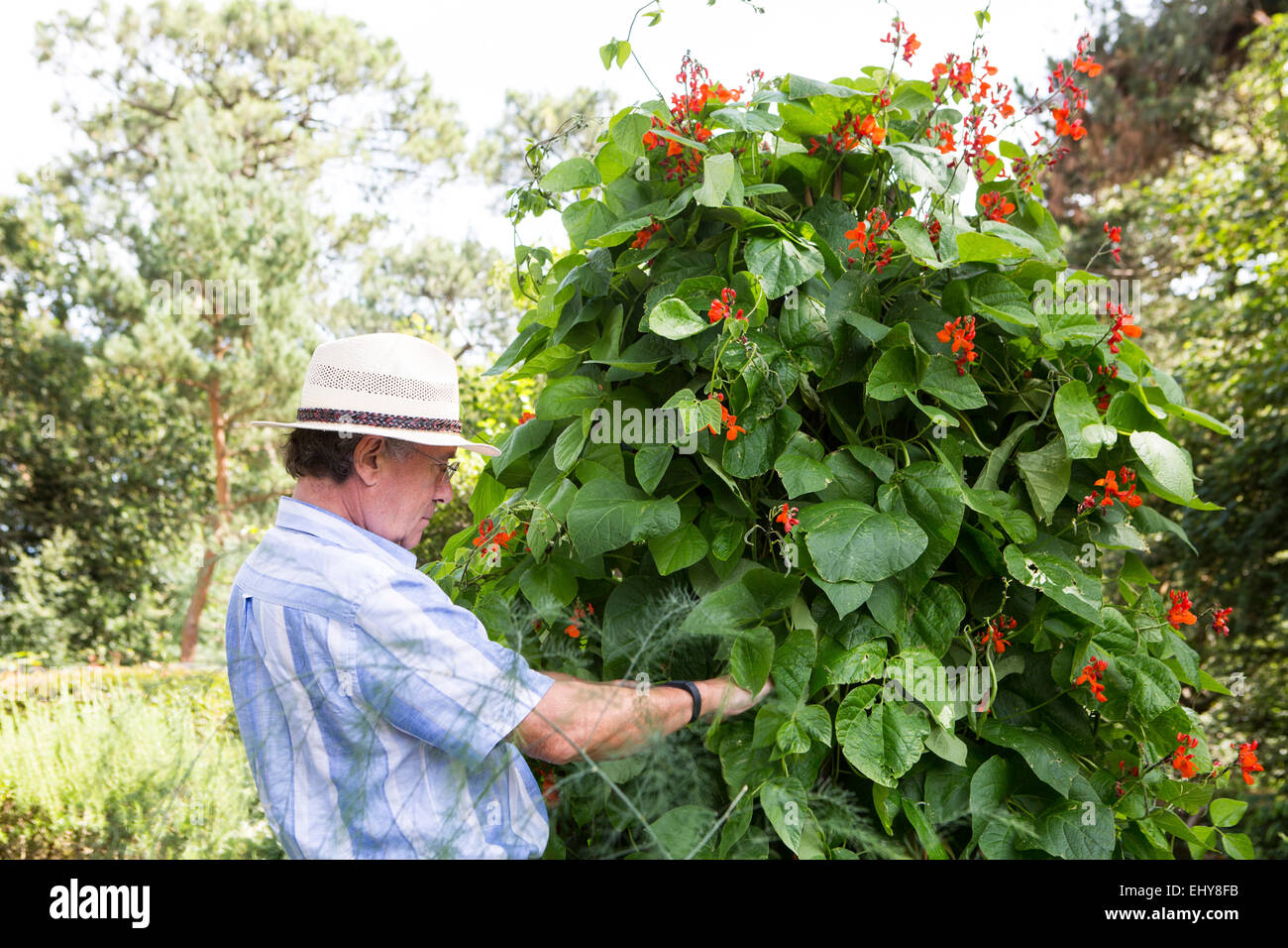 Runner beans in bloom, Bournemouth, County Dorset, UK, Europe Stock ...