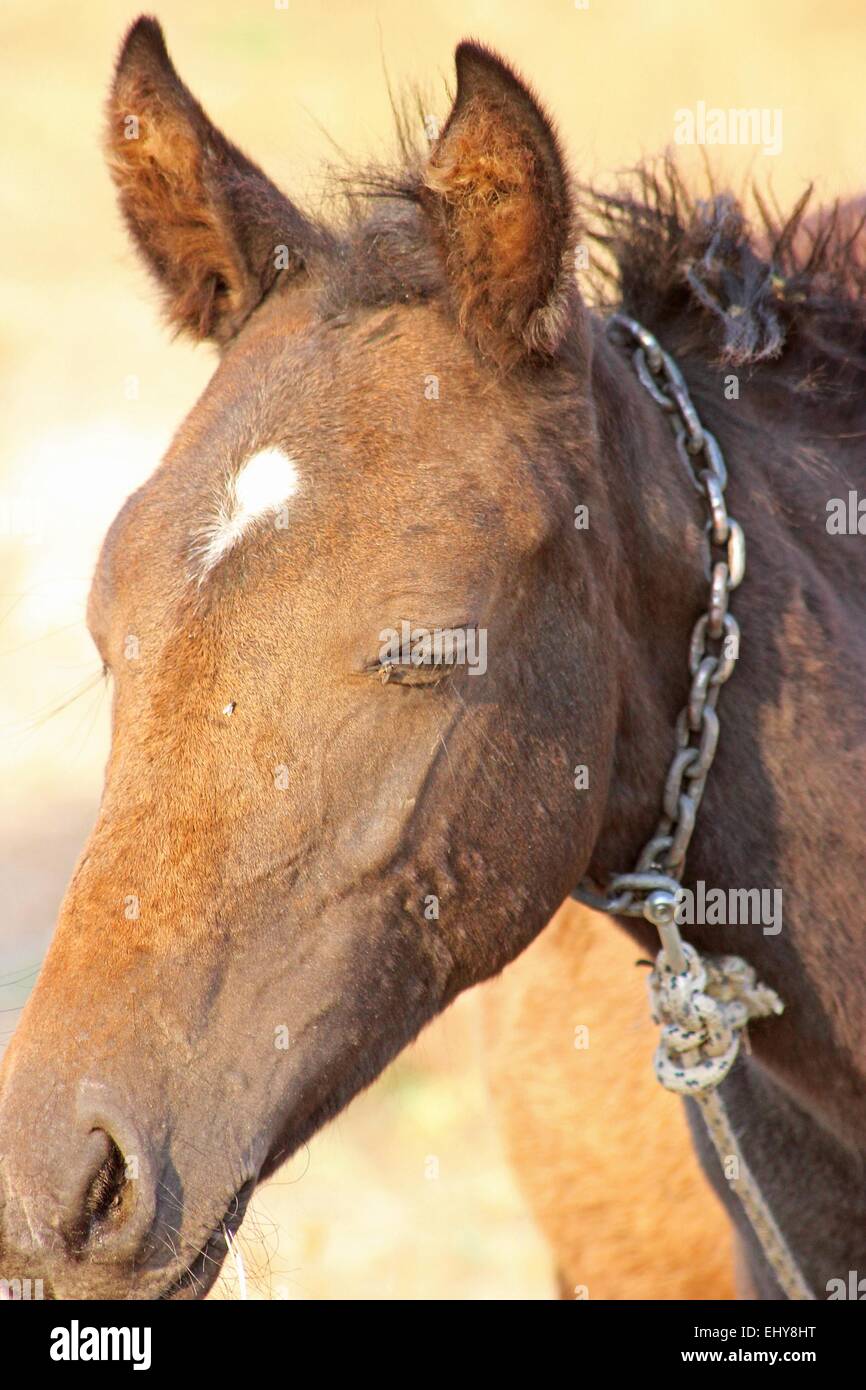A chained horse in poor conditions Stock Photo - Alamy