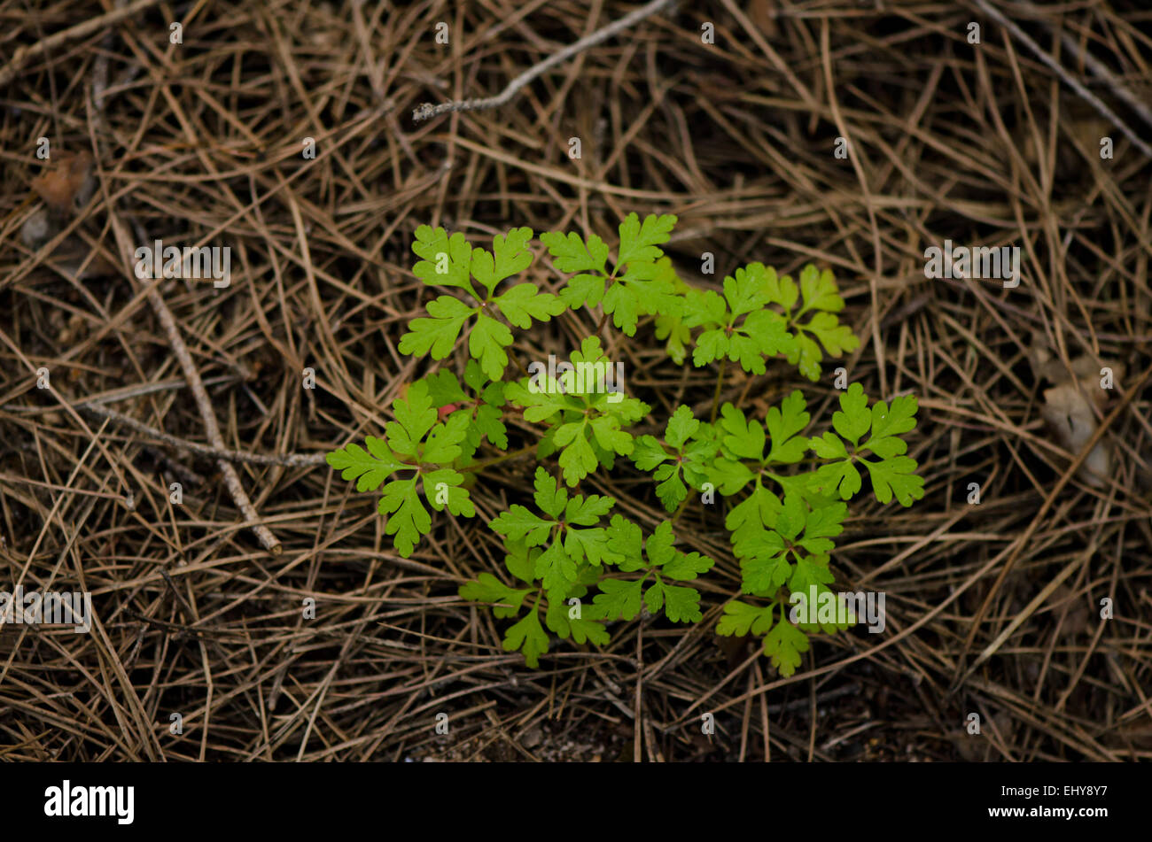 Forest pine needle floor hi-res stock photography and images - Alamy