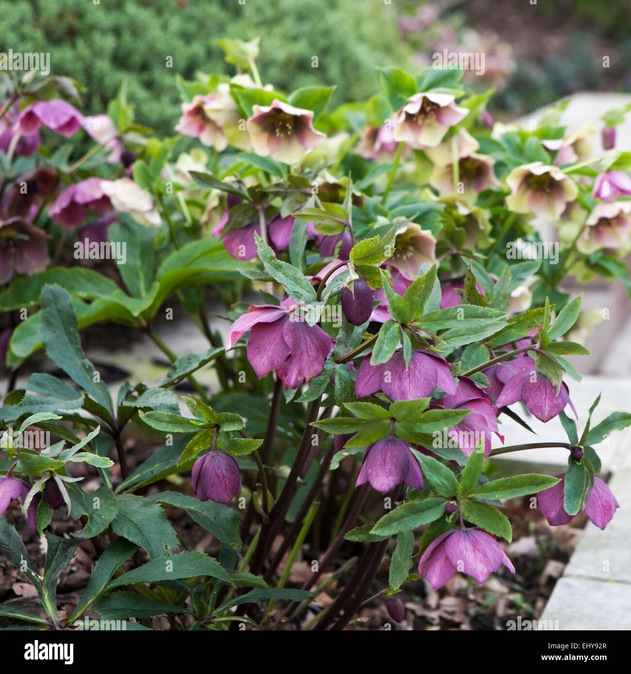 Stinking hellebore (Helleborus foetidus Stock Photo - Alamy