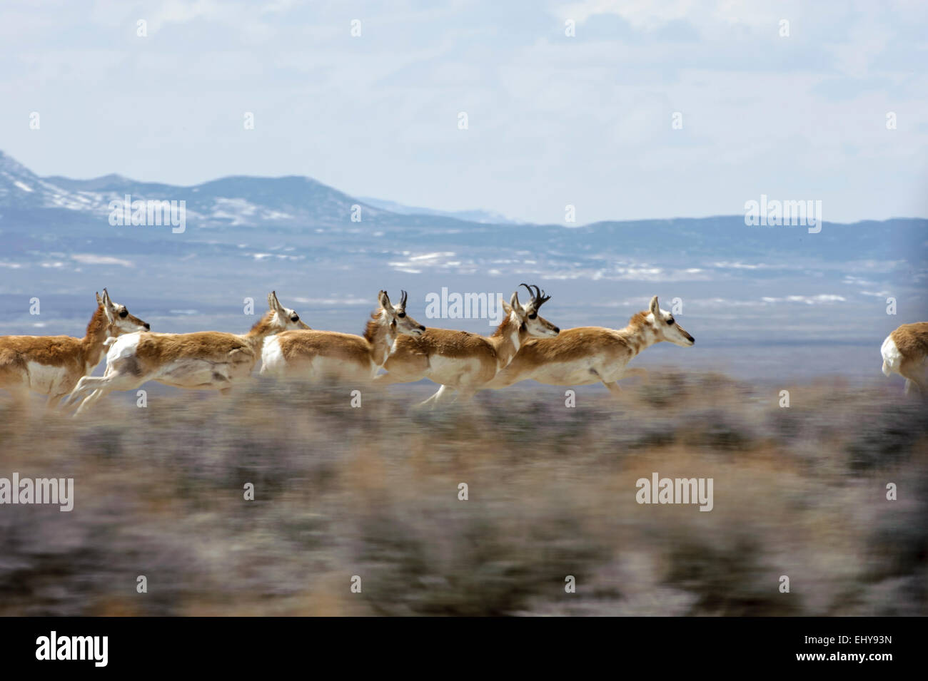 Pronghorn Antelope Silhouette