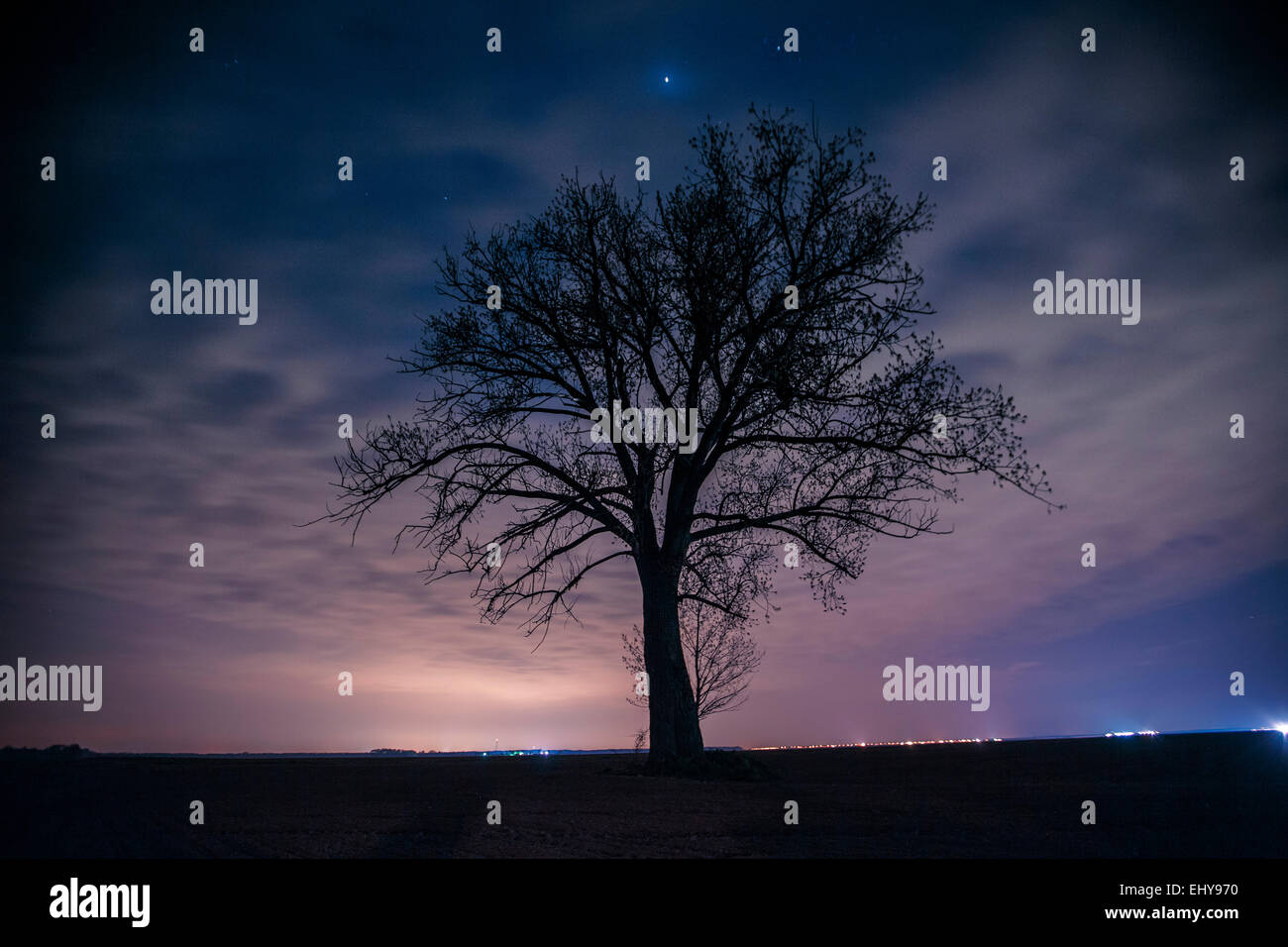 Single tree in landscape at night Stock Photo - Alamy