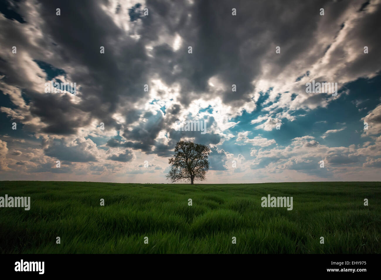 Single tree under dramatic sky Stock Photo - Alamy