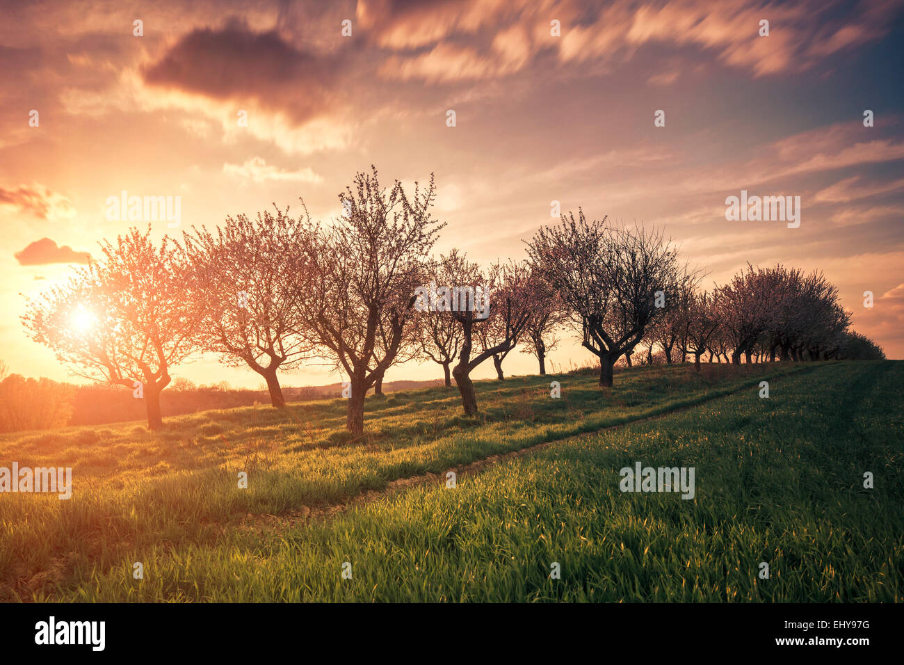 Cherry trees against sunset Stock Photo - Alamy