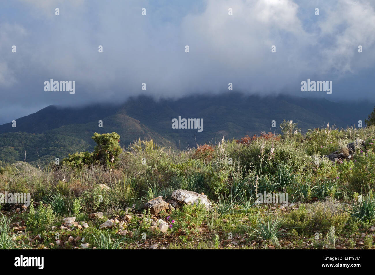 Clouded mountain area with mediterranean vegetation and Andalusian ...