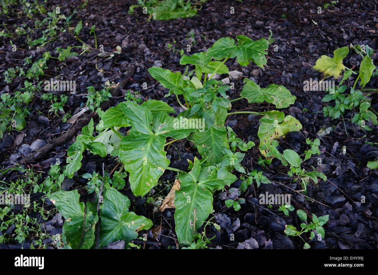 Arum italicum hi-res stock photography and images - Alamy