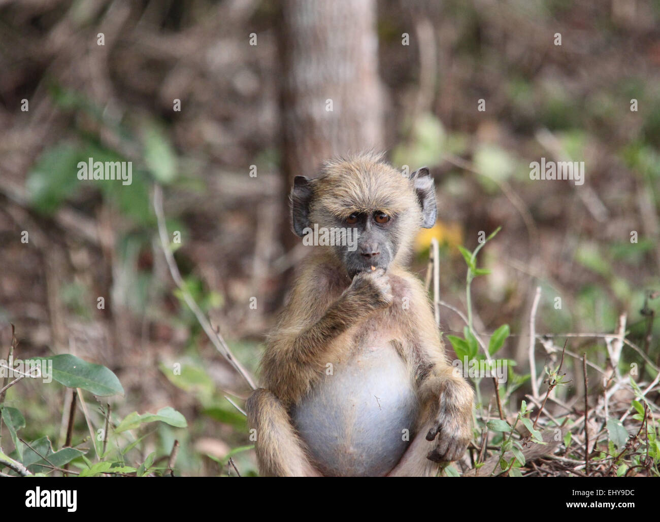 Baby yellow baboon in Kenya Stock Photo - Alamy