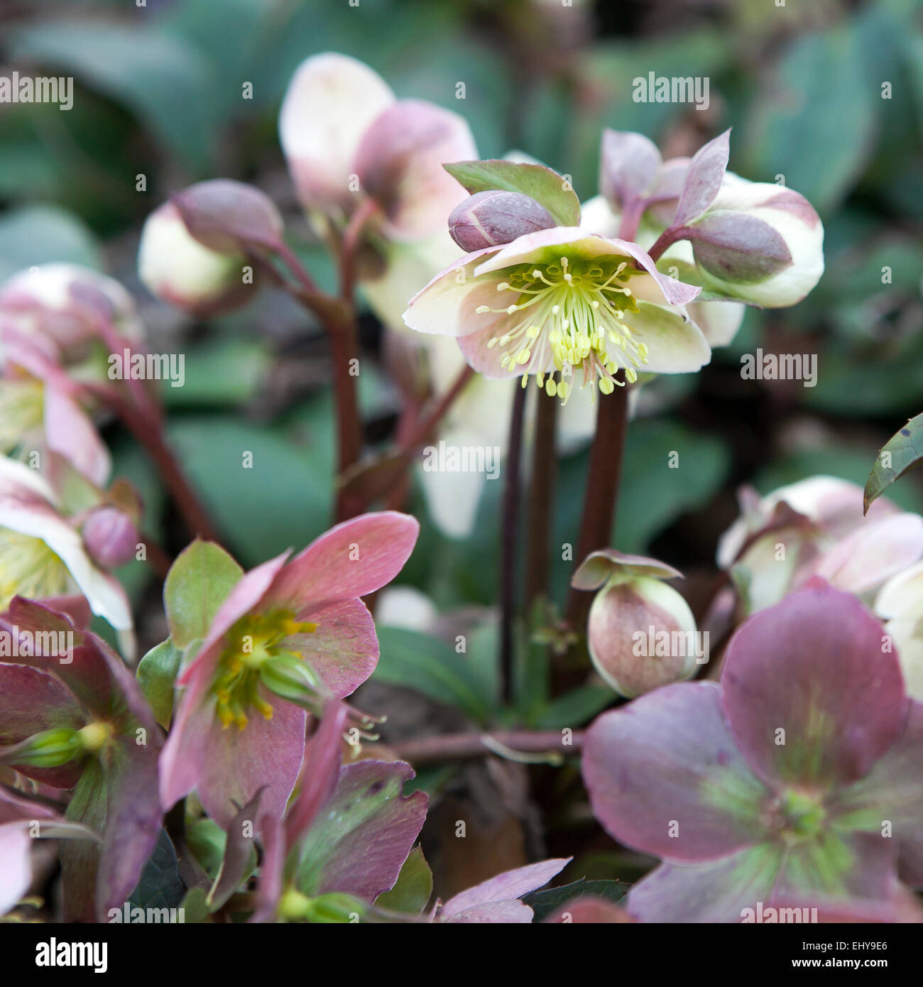 Stinking hellebore (Helleborus foetidus Stock Photo - Alamy Stinking hellebore (Helleborus foetidus Stock Photo - Alamy