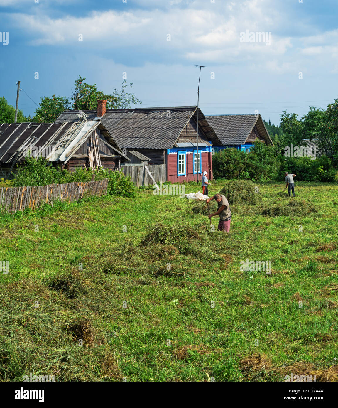 Rural landscape. The dried hay on the small field near village house ...