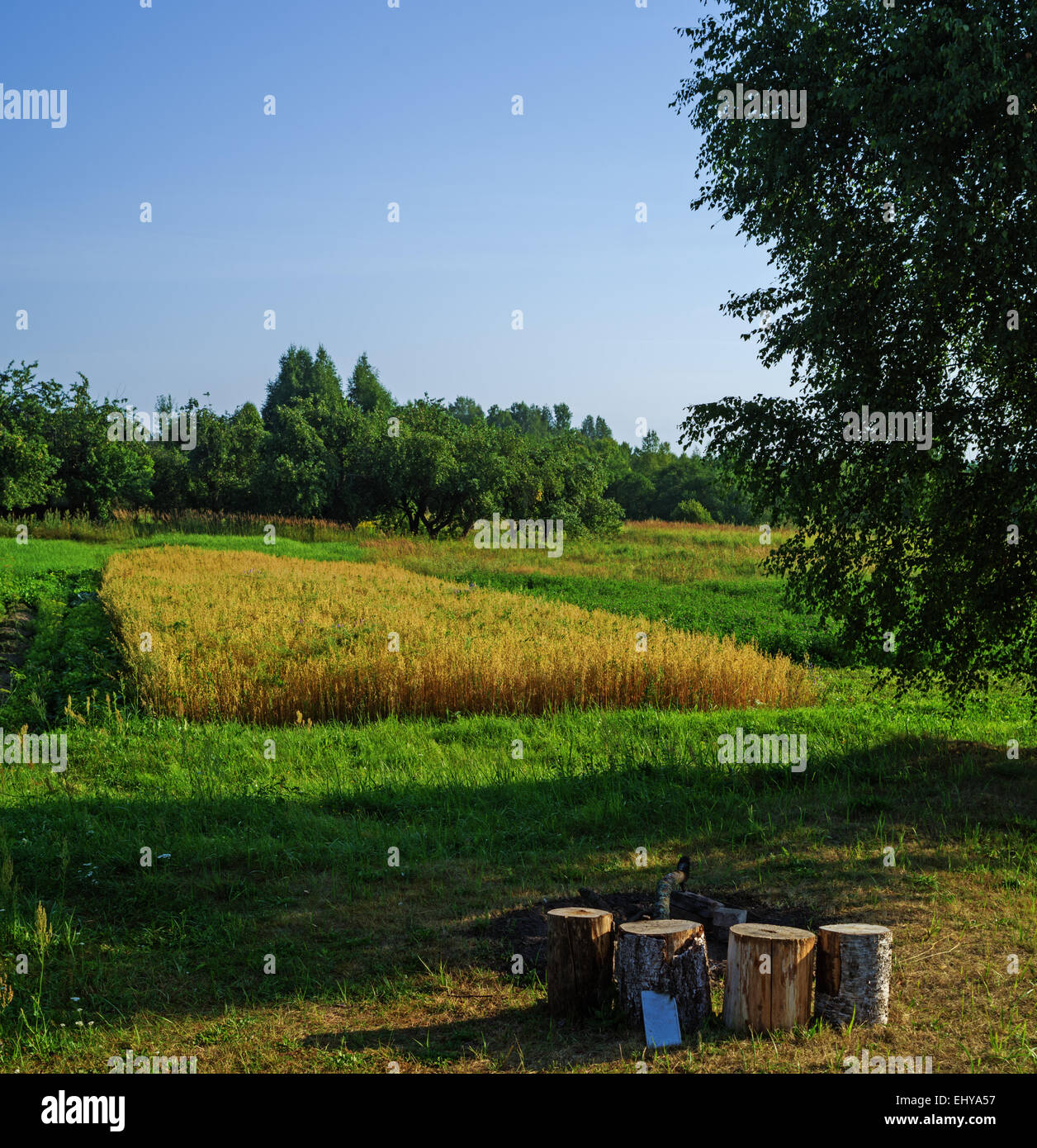 Rural landscape. Village small grain field and garden Stock Photo - Alamy