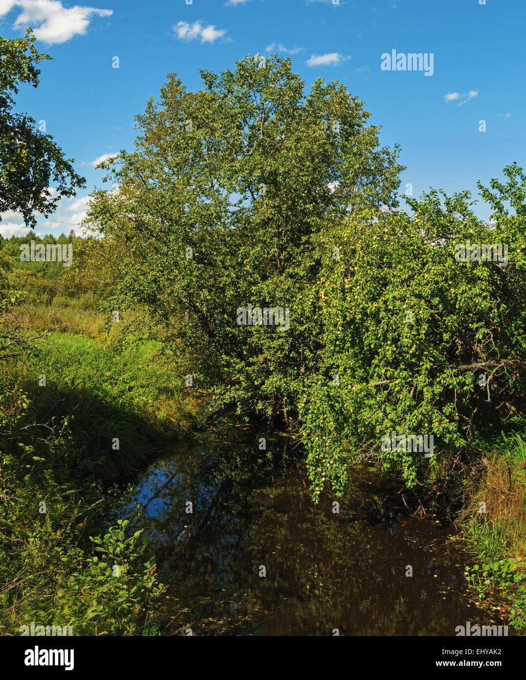 Apple-tree over the small river Stock Photo - Alamy