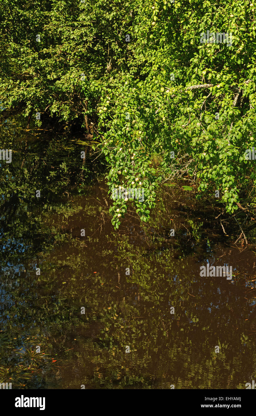 Apple-tree over the small river Stock Photo - Alamy