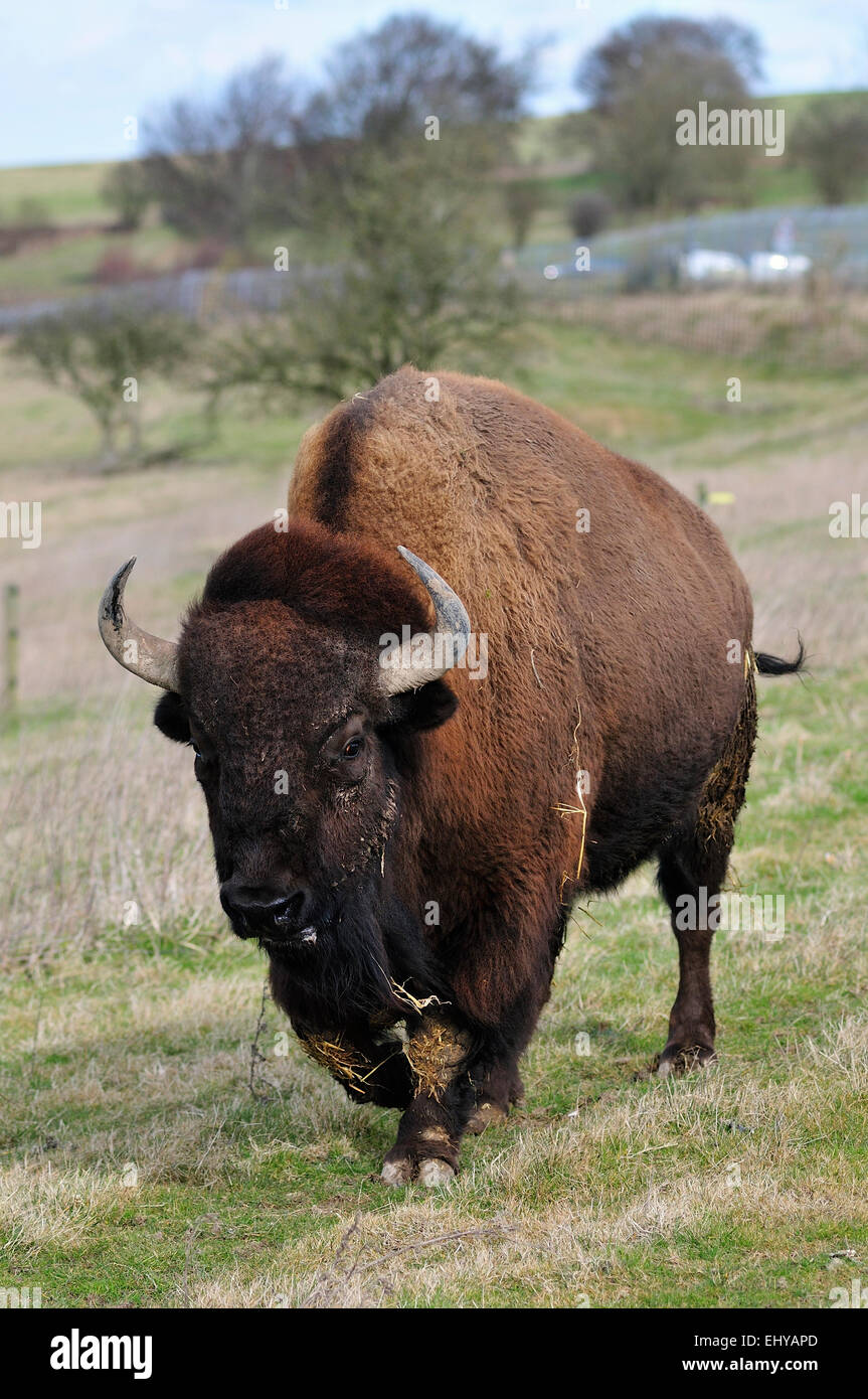 American Bison walking on a hillside Stock Photo - Alamy