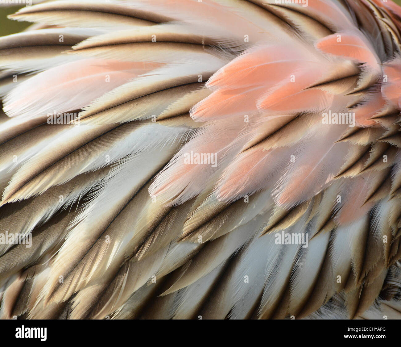 Juvenile bird plumage hi-res stock photography and images - Alamy
