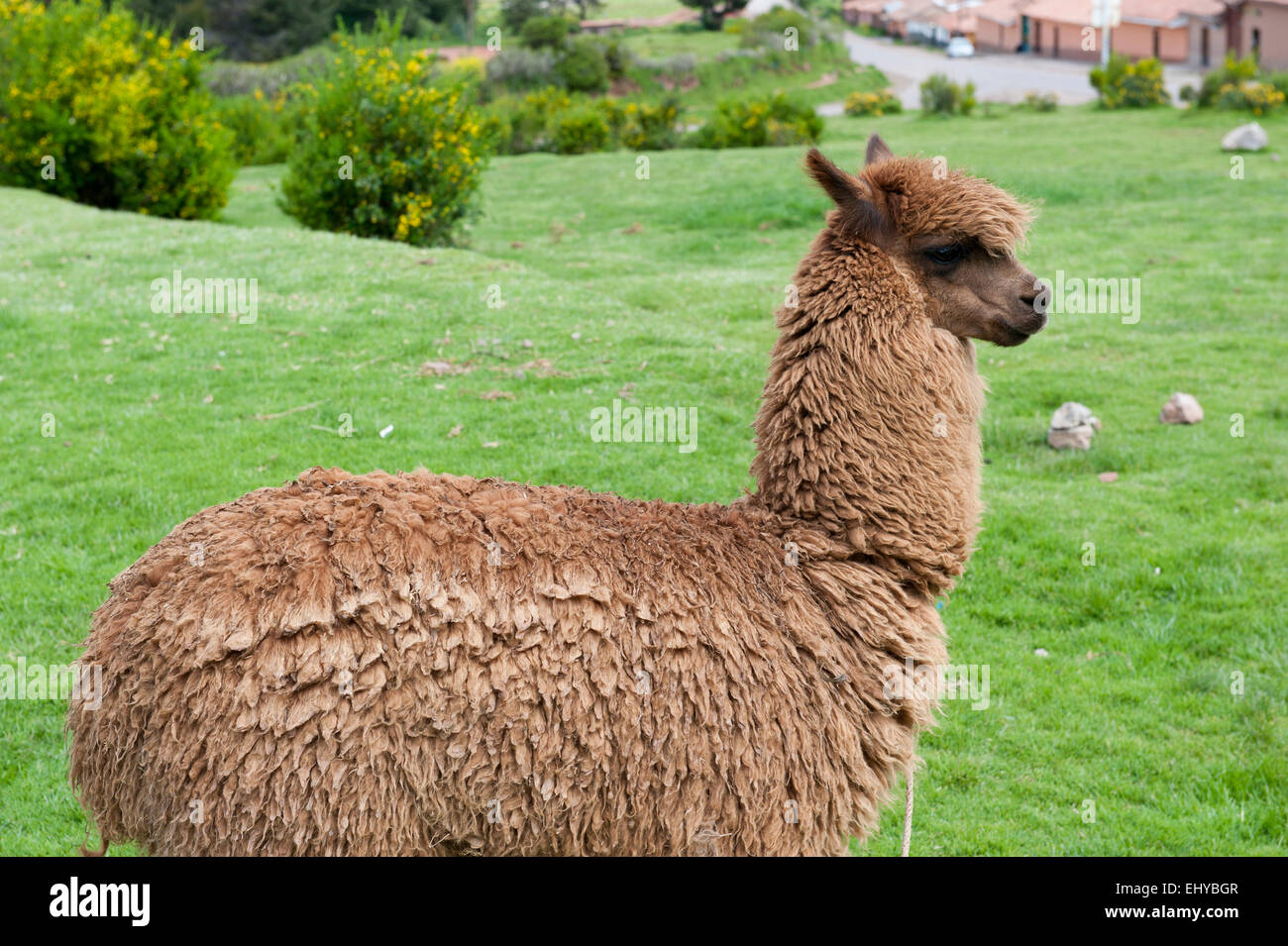 Alpaca exotic mammal wild animal hi-res stock photography and images ...