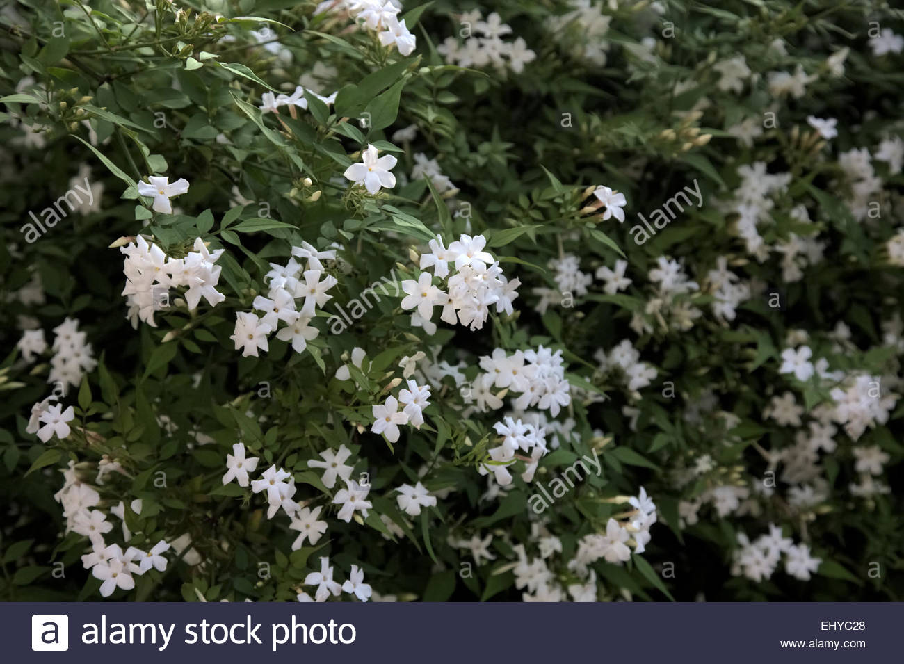Jasminum Officinale Stock Photos & Jasminum Officinale Stock Images - Alamy