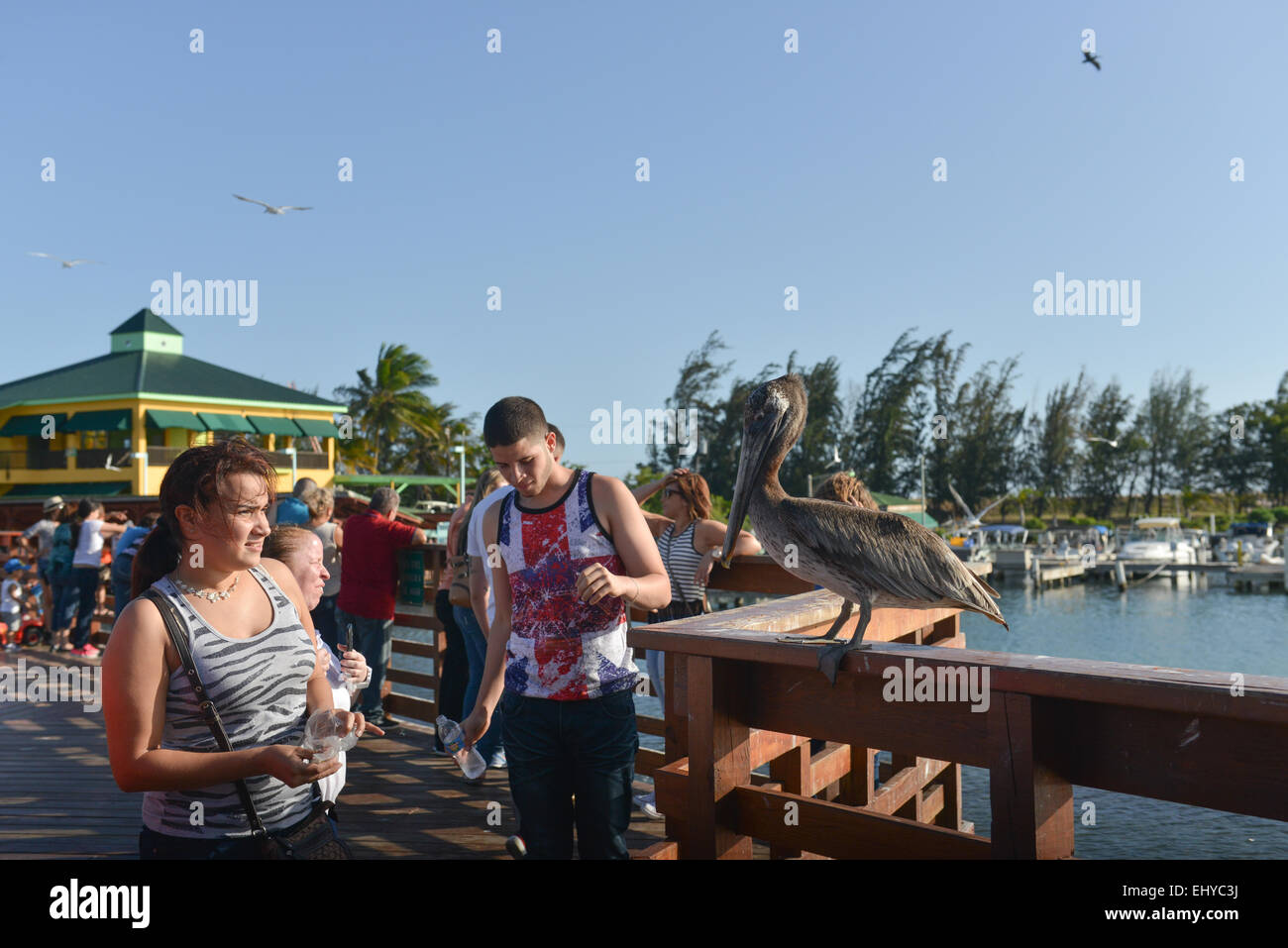 Woman feeding a brown pelican (Pelecanus occidentalis) at La Guancha ...