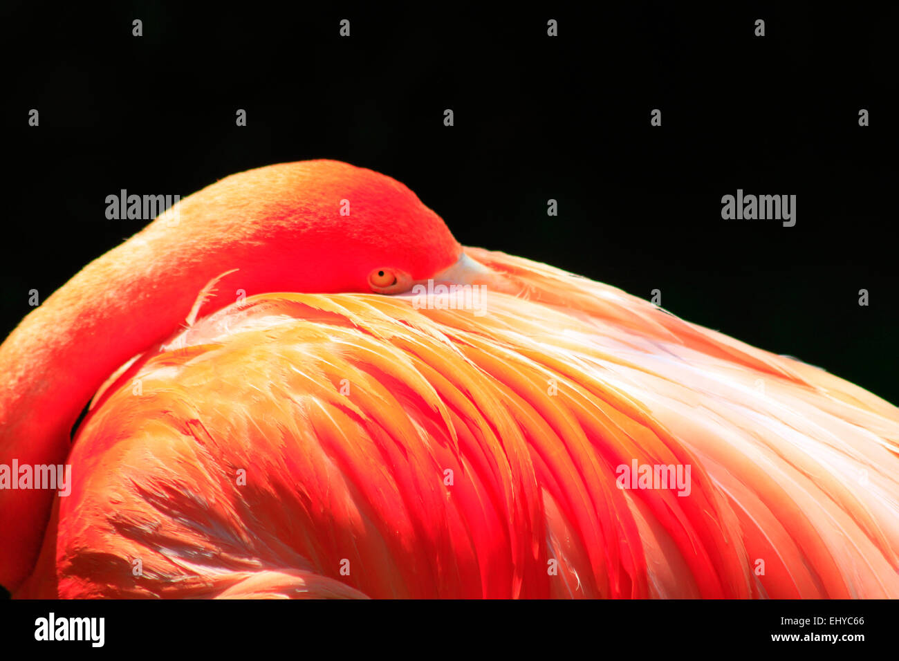 Phoenicopterus sp hi-res stock photography and images - Alamy