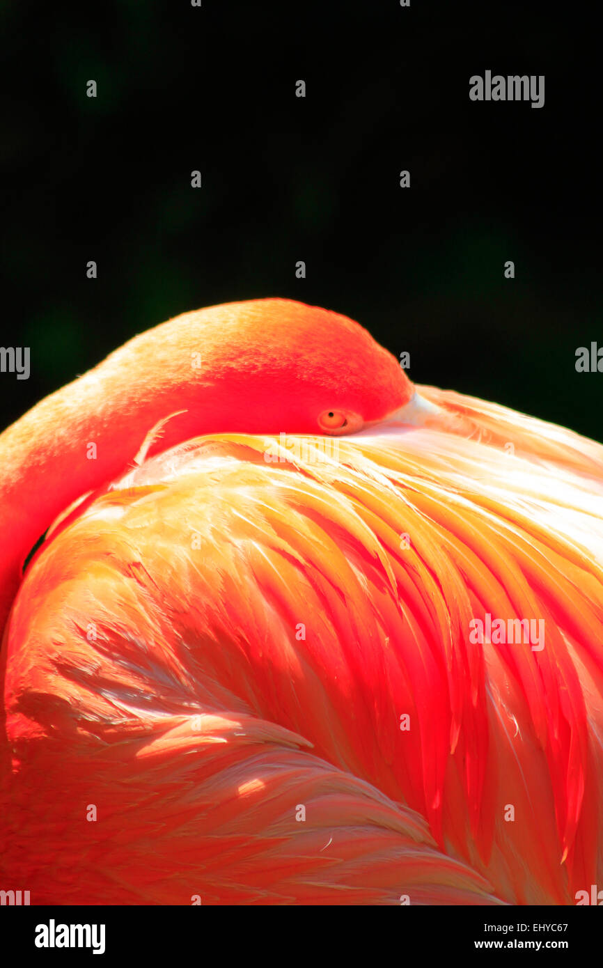 Phoenicopterus sp hi-res stock photography and images - Alamy