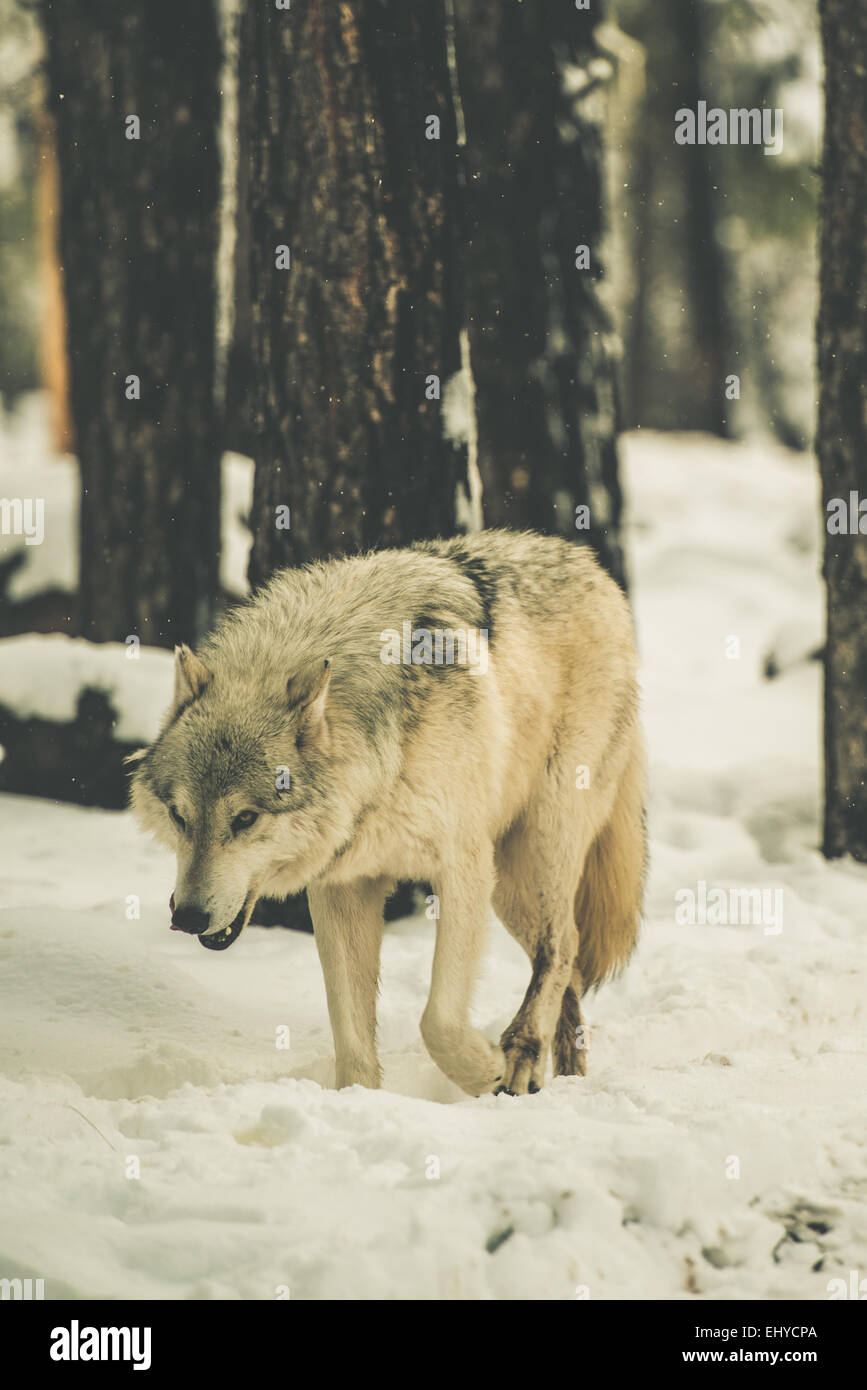Lonely White Wolf in California Sierra Nevada Mountain Forest Stock ...
