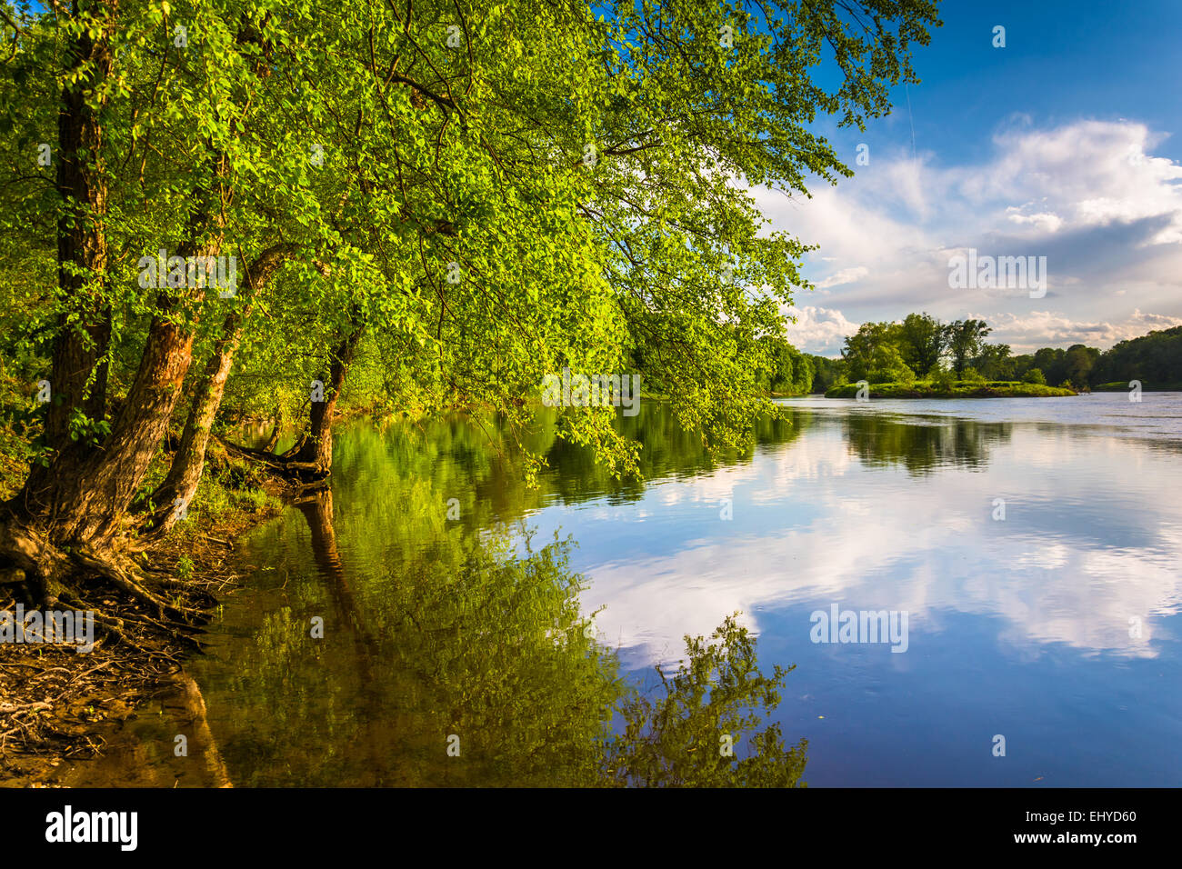 Trees along the Delaware River at Delaware Water Gap National ...