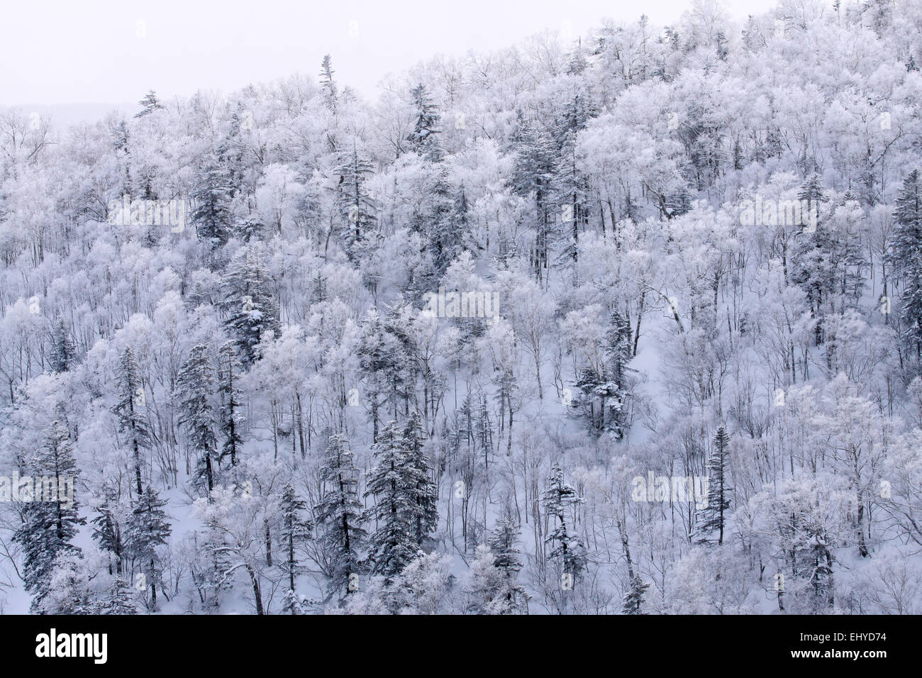 The Snow White Tree Along way on cable car - Hokkaido, Japan Stock ...