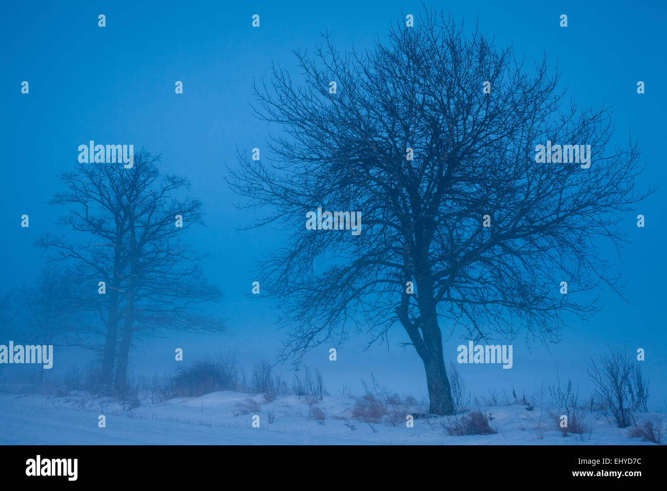 Trees and mist at the blue hour at Dilling in Rygge kommune, Østfold ...
