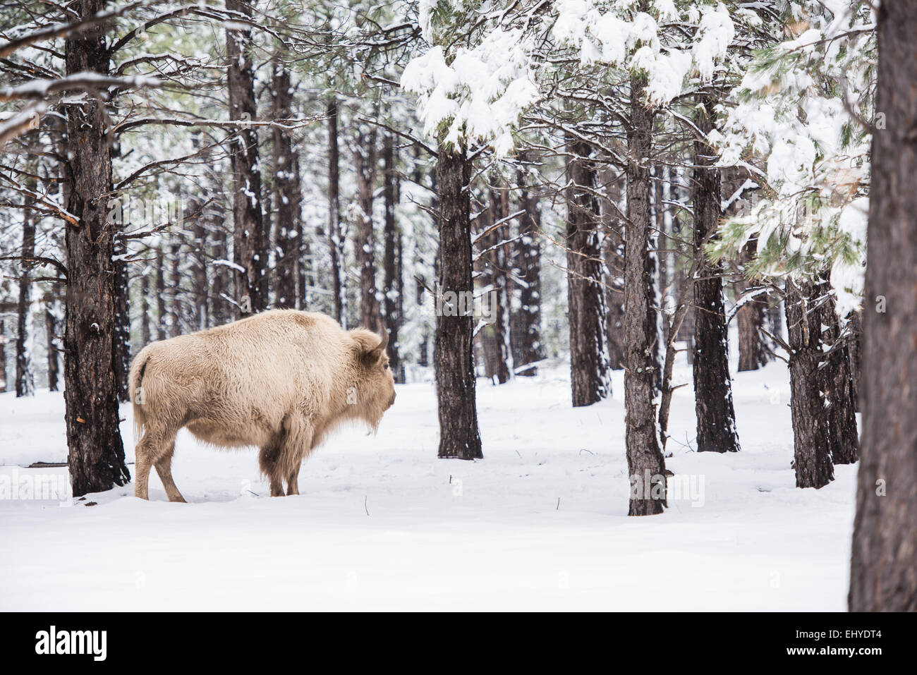 White Buffalo in Forest. Northern Arizona States. USA Stock Photo - Alamy
