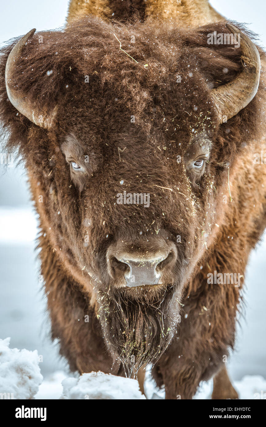 Bison portrait hi-res stock photography and images - Alamy